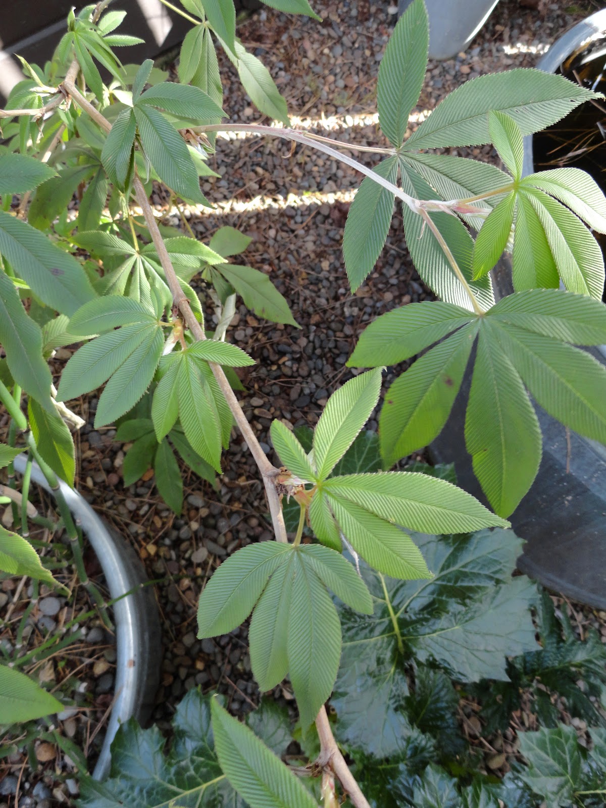 danger garden: February 2012