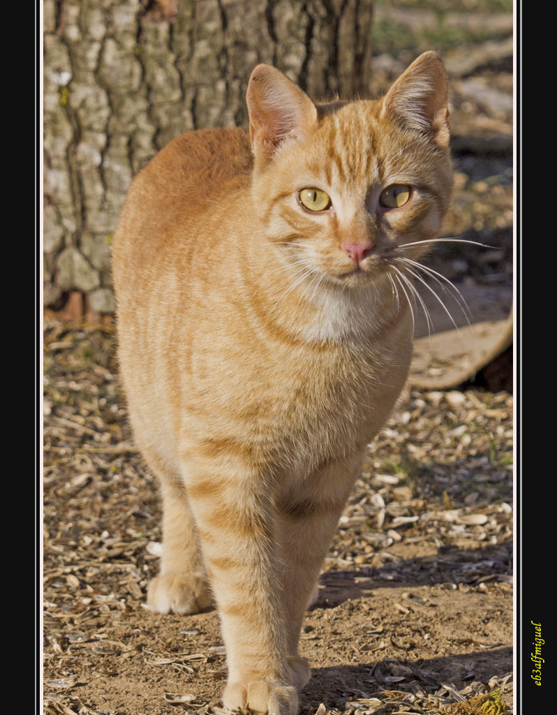 Miguel fotografia: Gato domestico (Felis silvestris catus)