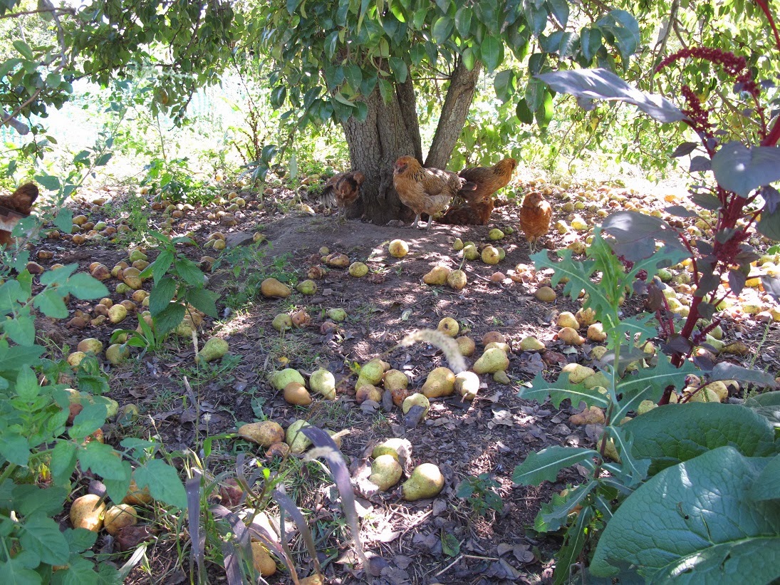 Joe's Garden Journal: Some Forest Garden Wins