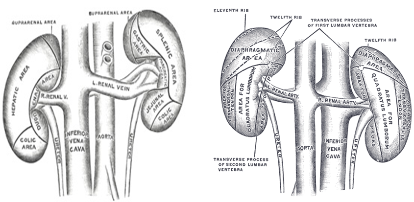 human body muscles pictures: Autosomal dominant polycystic kidney disease
