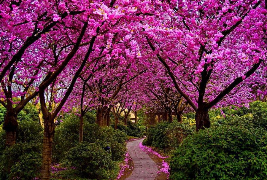 MIL E UMA FLORES: Mil e uma flores/paisagens floridas