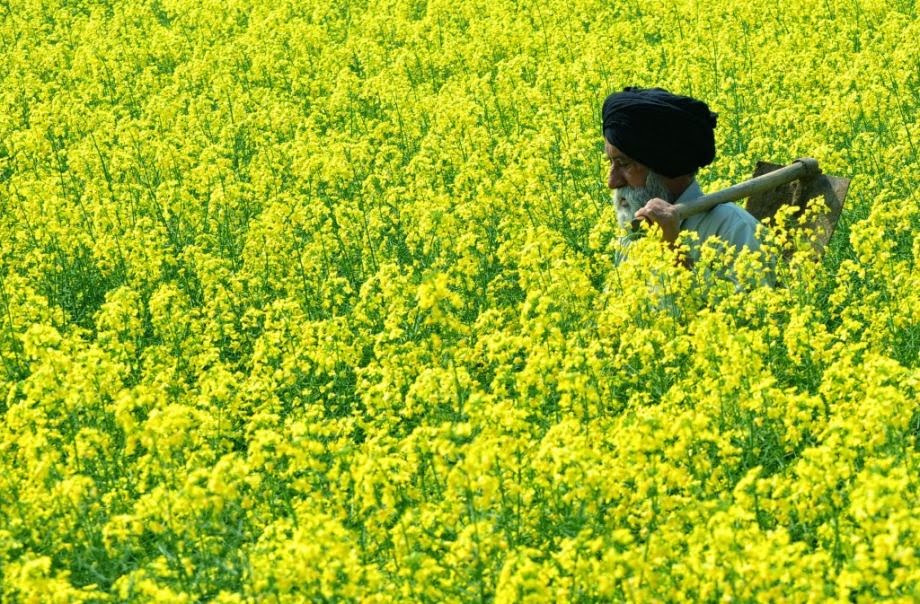 Village Life - Mustard, Sarson fields, Crops, Punjab - Karamat Adeel