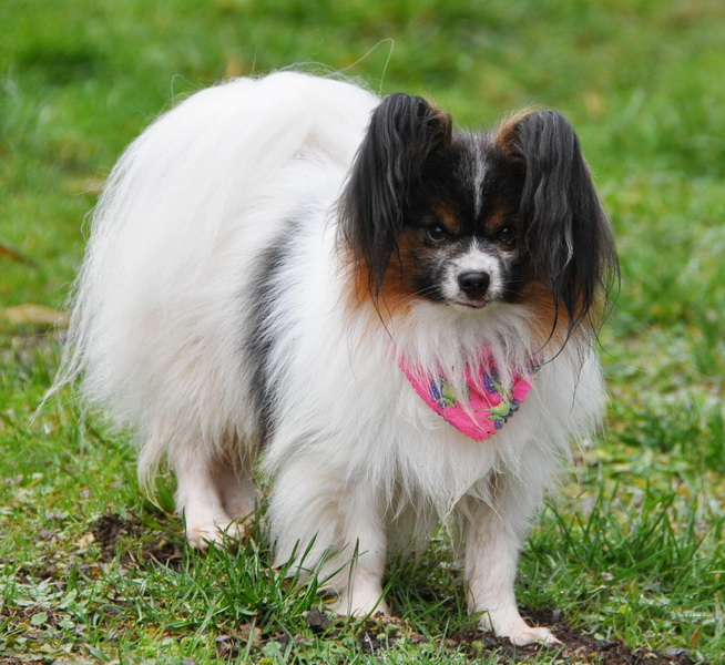 Road's End Papillons : Papillon, Phalene, U Ask: Short Hair vs Long Hair