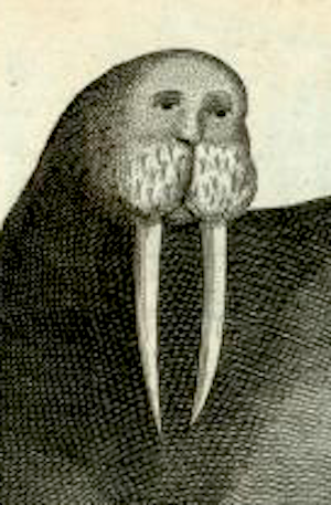 VISIONS OF THE NORTH: The man with the long teeth