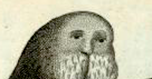 VISIONS OF THE NORTH: The man with the long teeth