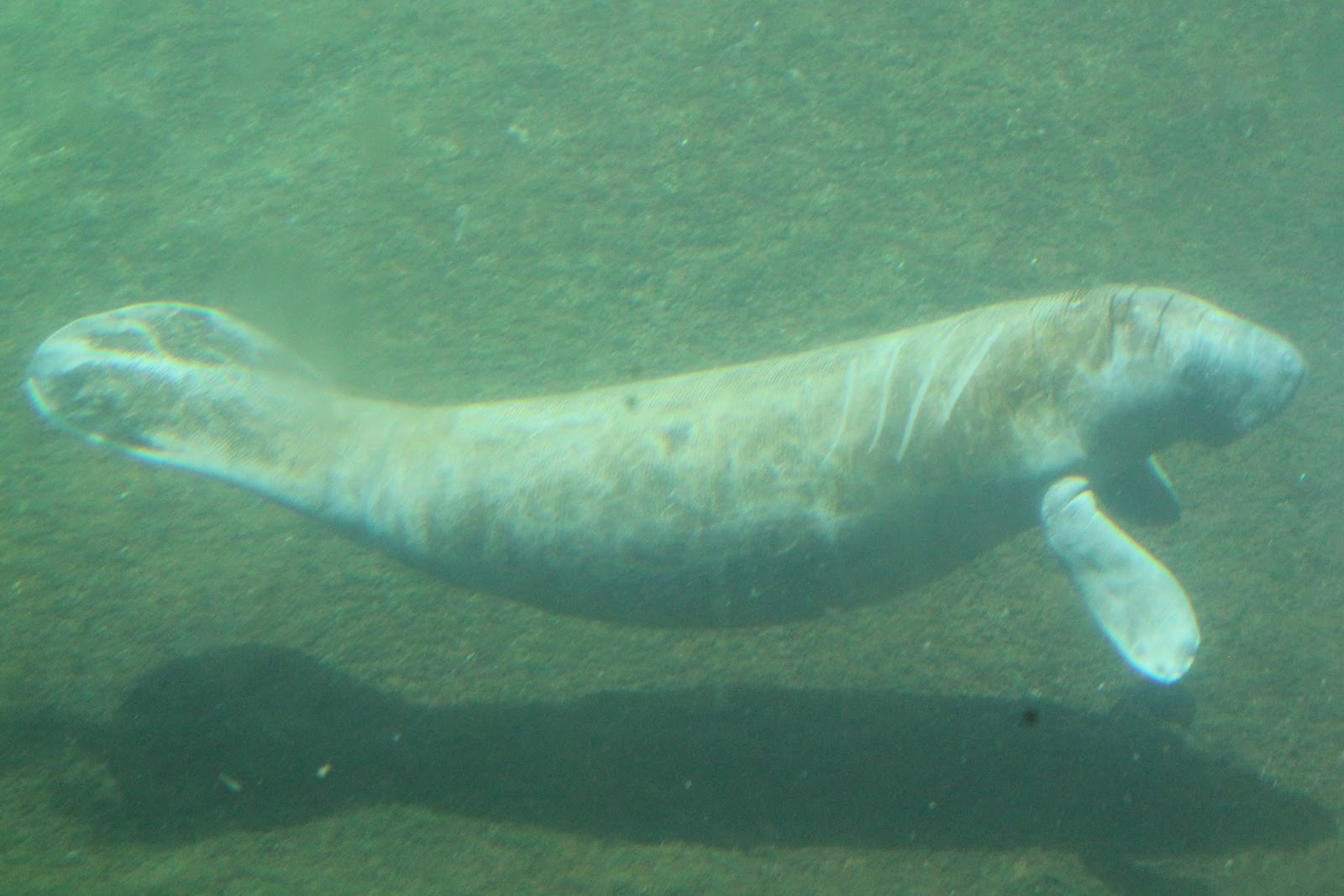 Pajama Penguin Productions: Tampa's Lowry Park Zoo Celebrates Mantee Birth