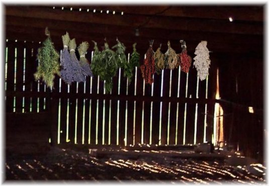 Soapsmith's Blog: Distilling Herbs