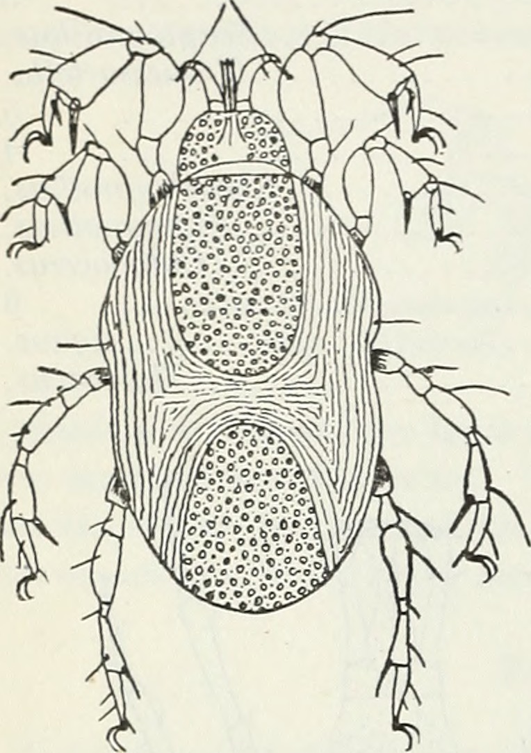 Catalogue of Organisms: Mites of Marine Sands