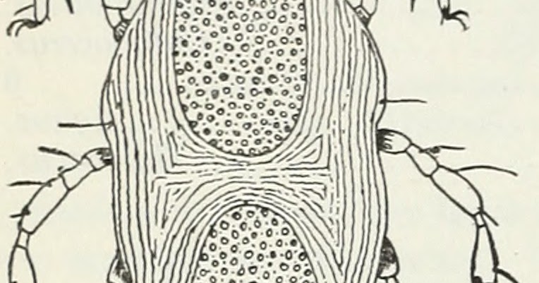 Catalogue of Organisms: Mites of Marine Sands