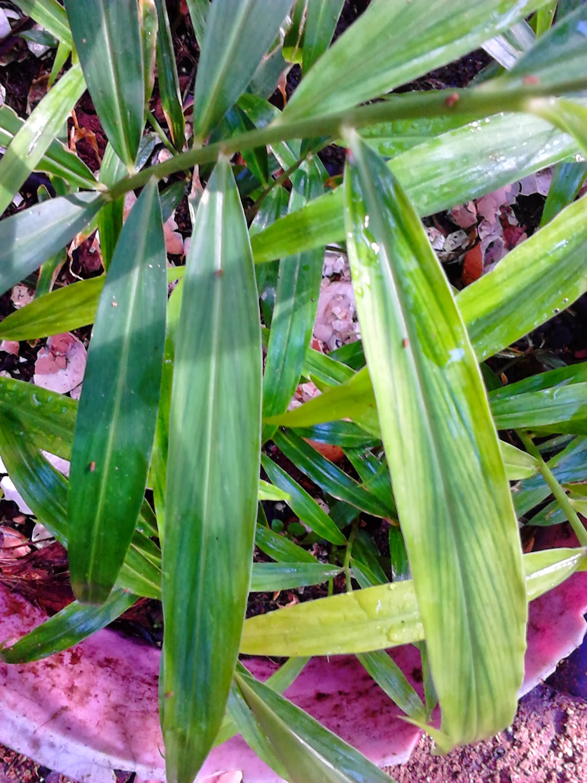 Zingiber officinale - Inguru - ඉඟුරු - Herbal Plants of Asia