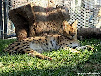 In-Sync Exotics' Cat Tales: 3/25/12 - 4/1/12