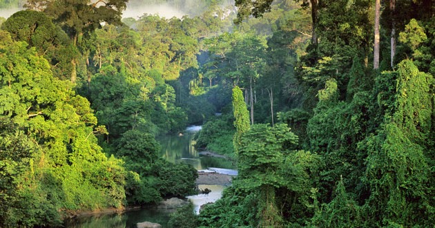 Save Hutan Kalimantan Barat ~ Save Hutan Kalimantan Barat Untuk Rakyat