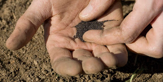 Open Pollinated Seeds Direct: Benefits of Open Pollinated Seeds