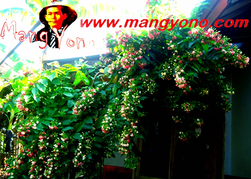 Melati Merah, Melati Belanda , Melati India, Jasmine Sambac.