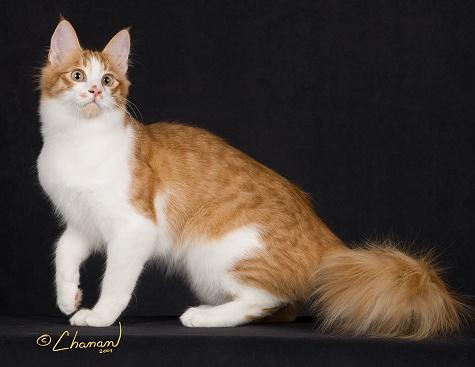 Cat in the world: About Turkish Angora Breed