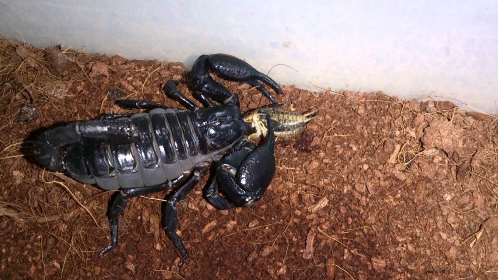 Nuôi bọ cạp, cà cuống thu 50 triệu mỗi tháng ~ Trang tin nông nghiệp ...