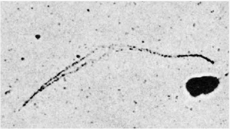 BIOLOGY WRITE-UP - BIOLOGY ARTICLES: ASSAY FOR BIDIRECTIONAL ...