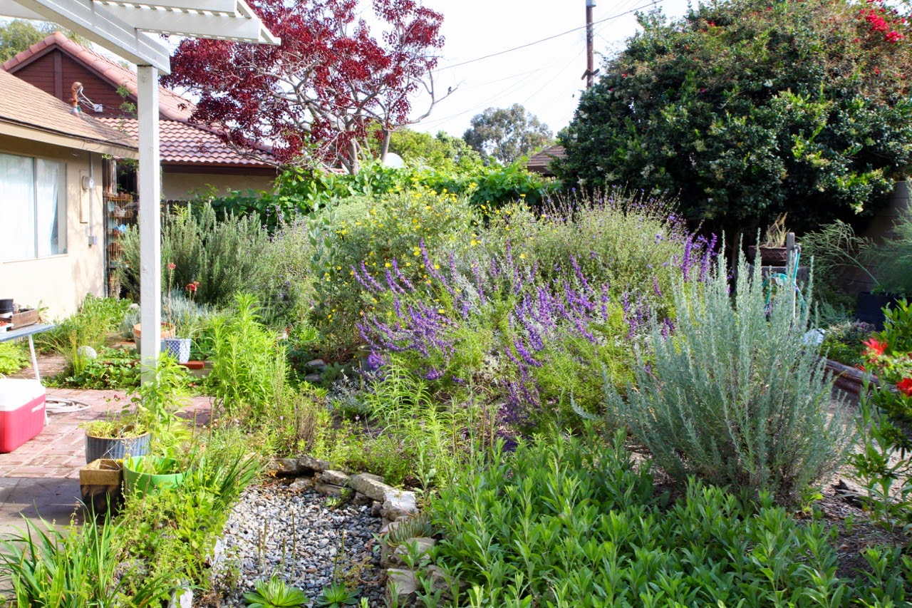 CA Native Garden: May 2015