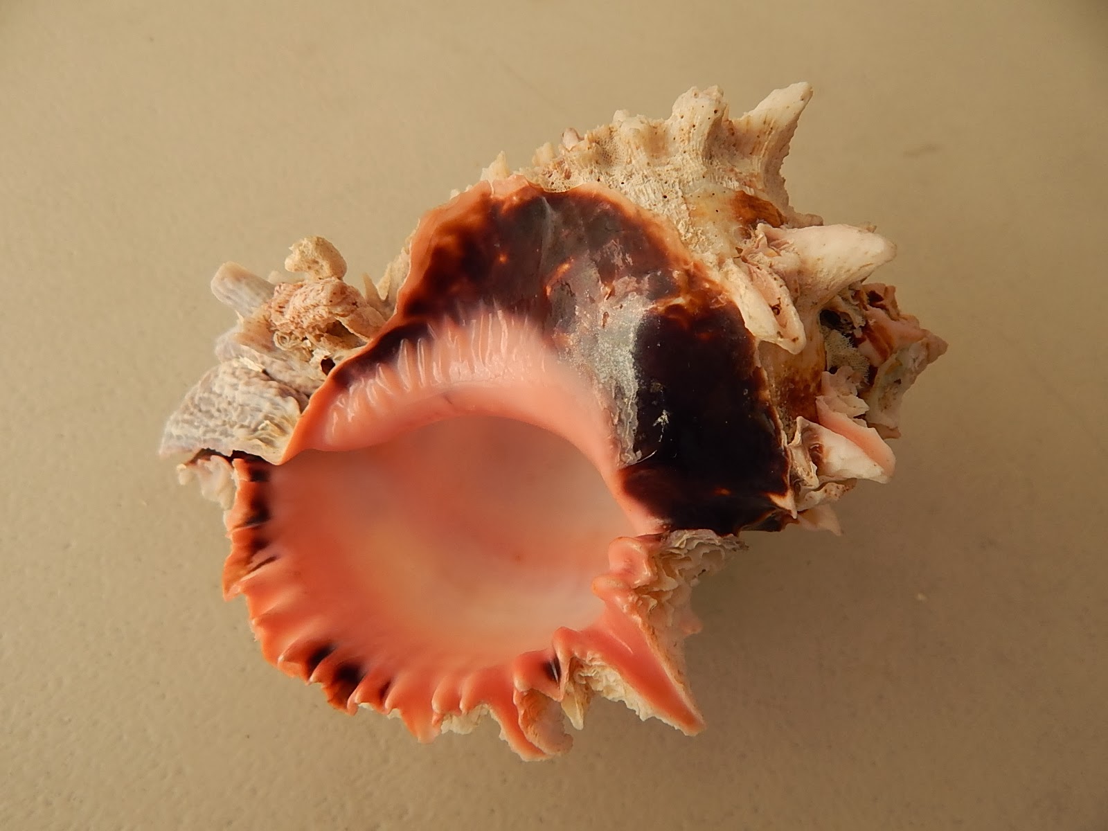 conchas y caracoles: Murex (hexaplex regius