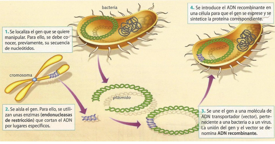 Biología Molecular: EJEMPLO DE ADN RECOMBINANTE EN LA NATURALEZA