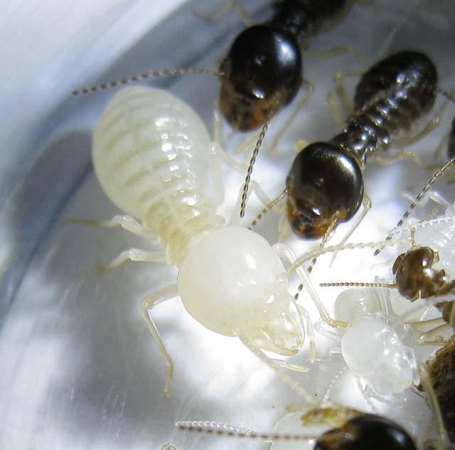 Photos and Info on Ants and Termites of Malaysia: Macrotermes Carbonarius