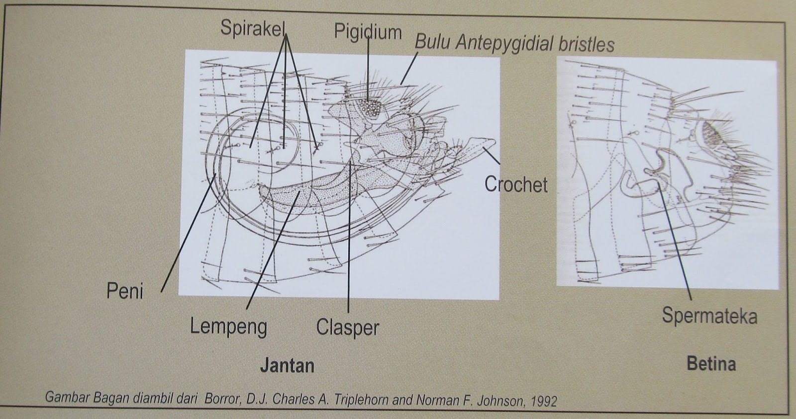 Pinjal Sebagai Salah Satu Vektor Penyakit - LIFE IS A GIFT