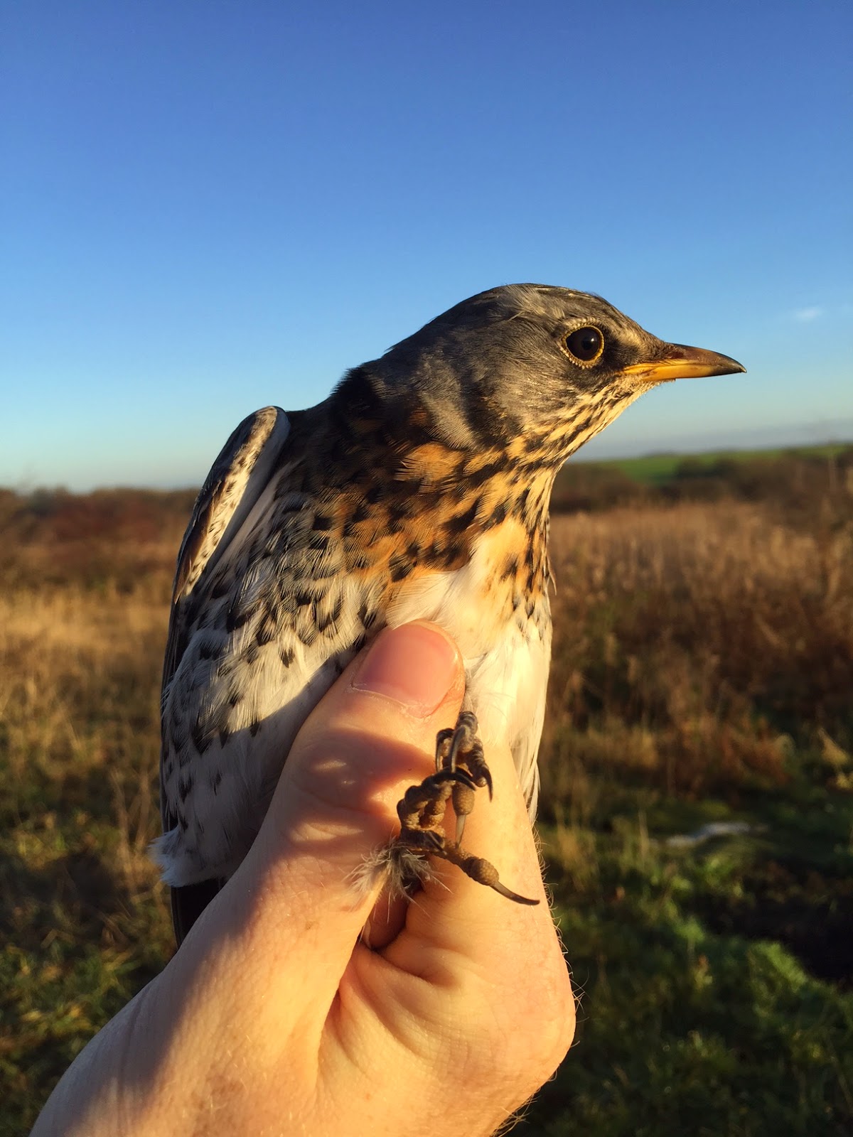 Close Encounters of the Bird Kind: Catching a Fieldfare