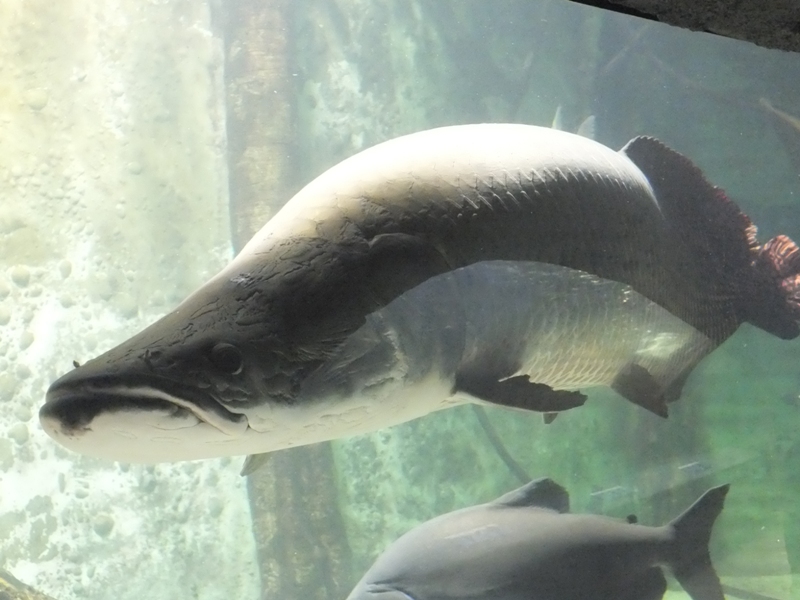 The Zoo Review: Species Fact Profile: Arapaima (Arapaima gigas)