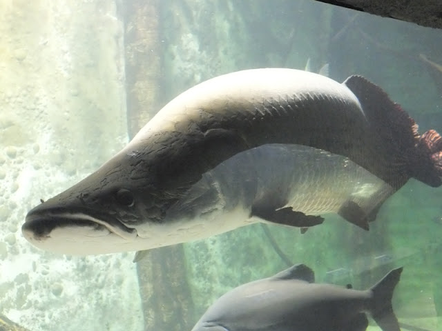 The Zoo Review: Species Fact Profile: Arapaima (Arapaima gigas)