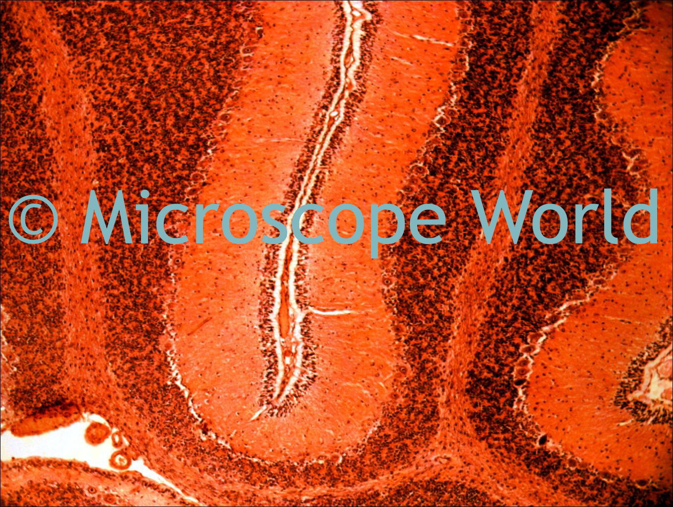 Microscope World Blog: Cerebellum under the Microscope