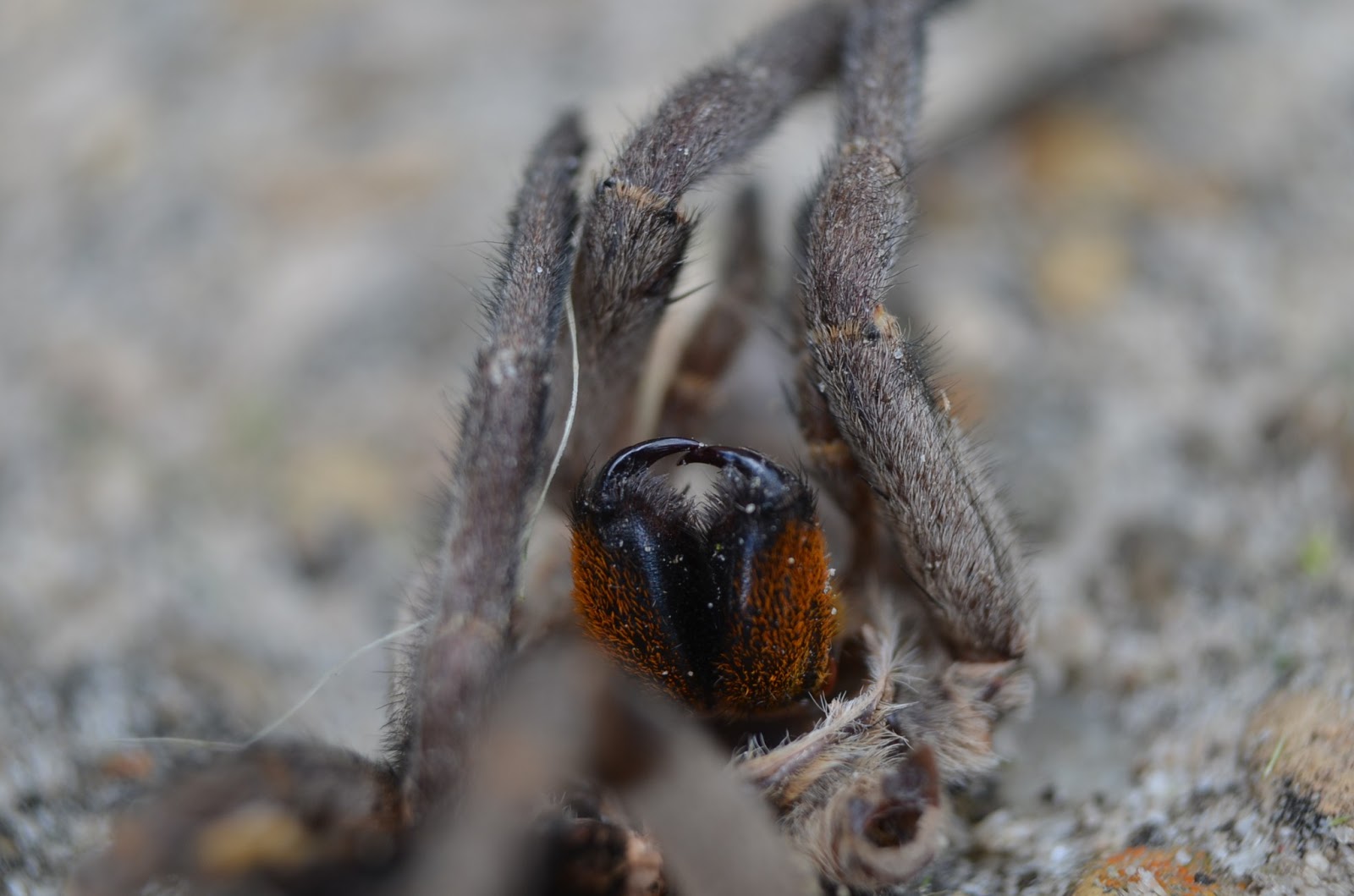 Journals of an Amateur Naturalist: Spider Surprise