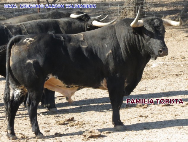 TOROS DEL CONDADO S.L: TOROS Y NOVILLOS PARA LA FERIA TAURINA EN AGOSTO ...