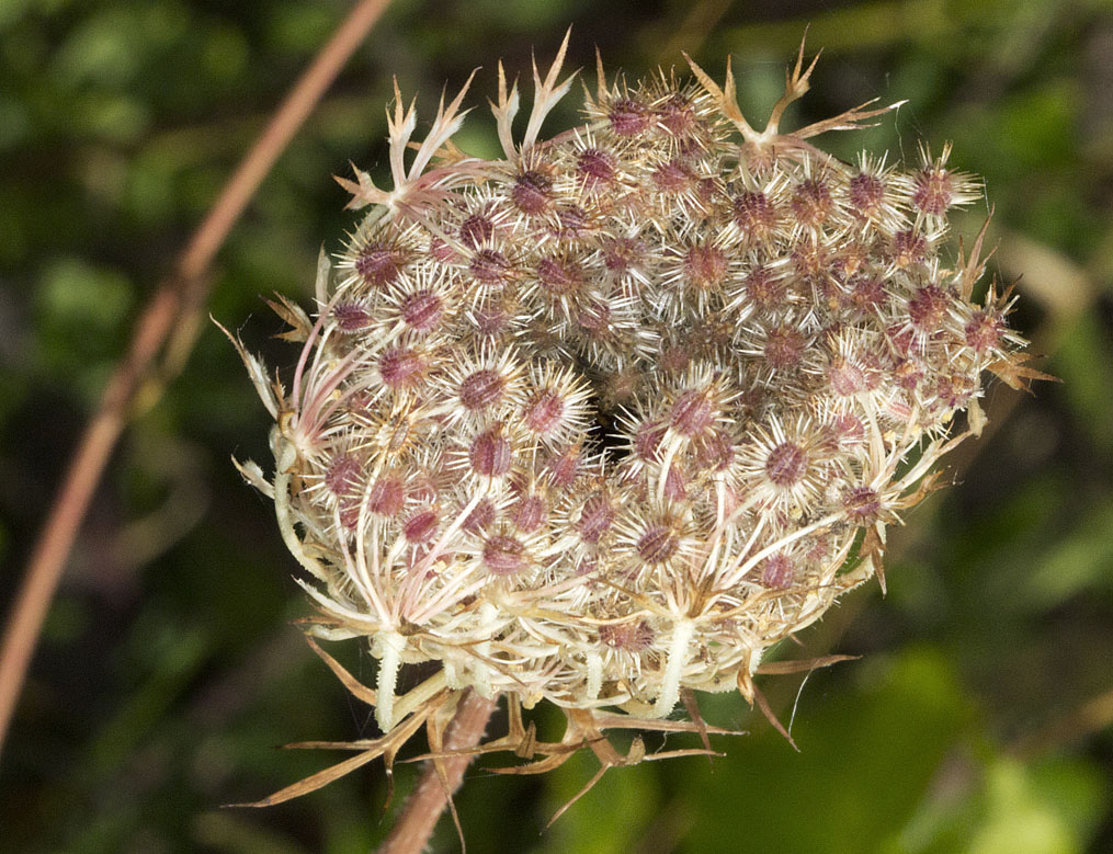 Wild Carrot Seeds | Naturally