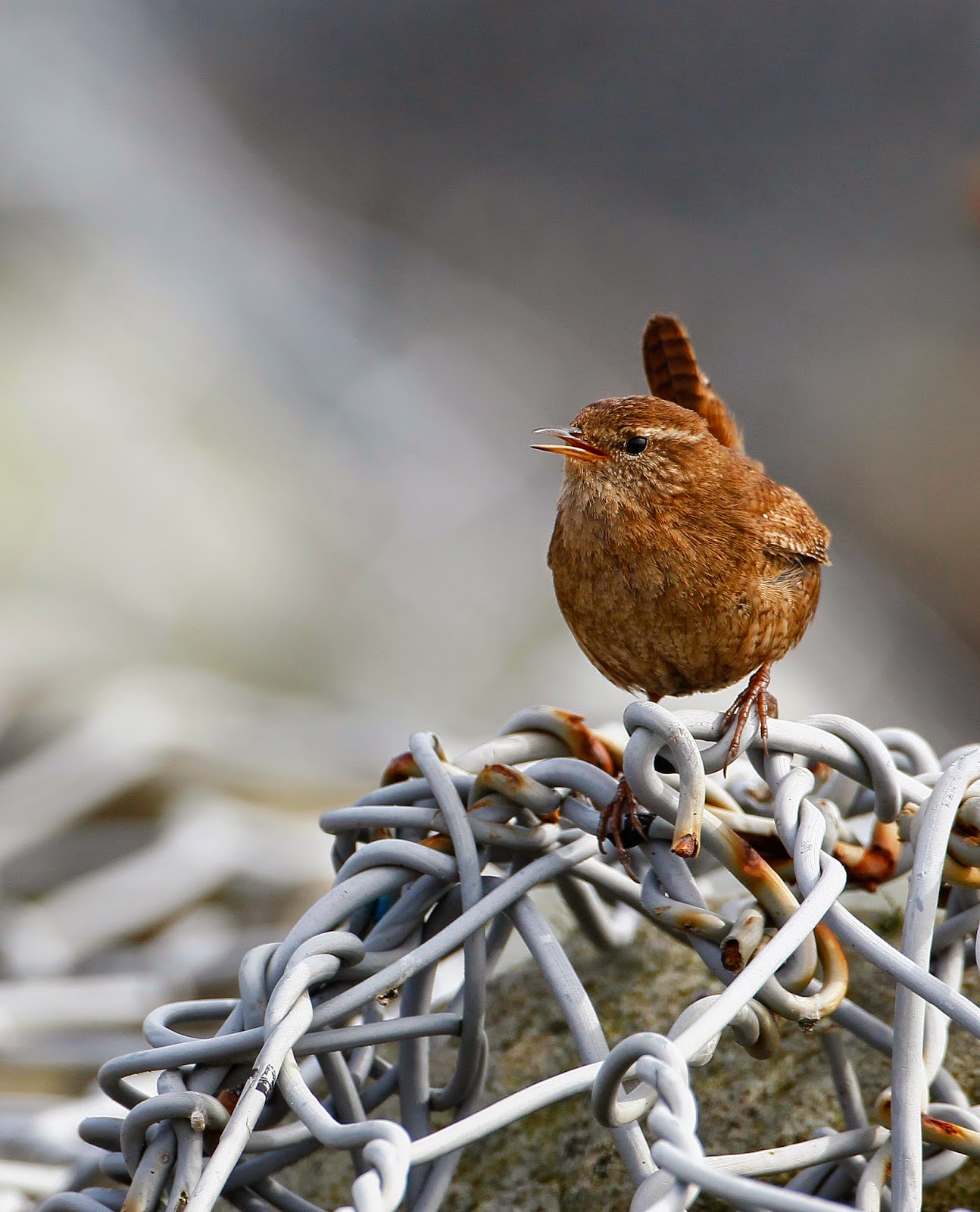 Fair Isle: April 2014