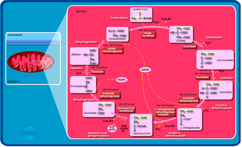 World of Biochemistry (blog about biochemistry): Metabolic map about ...
