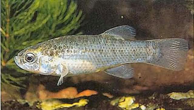 especies chilenas: Los Karachis o Corvinillas (Orestias sp.)