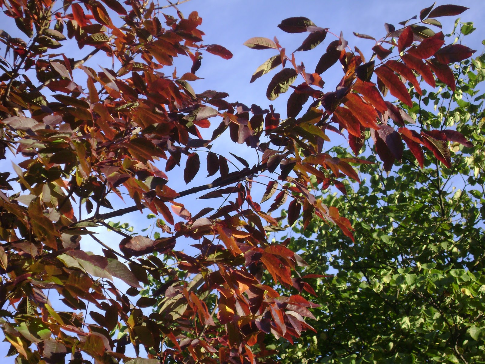 Prairie Rose's Garden: Fall Color Project 2011