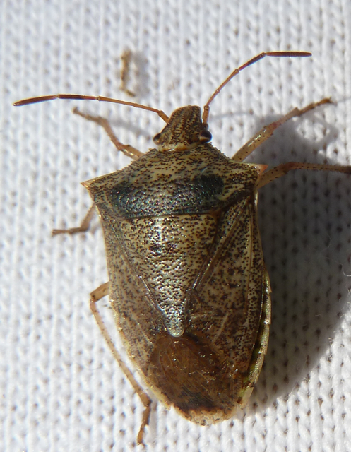 Springfield Plateau: Stink Bugs