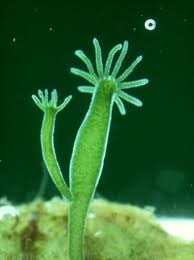 PRE TEST KELAS X STANDAR - Biology Page