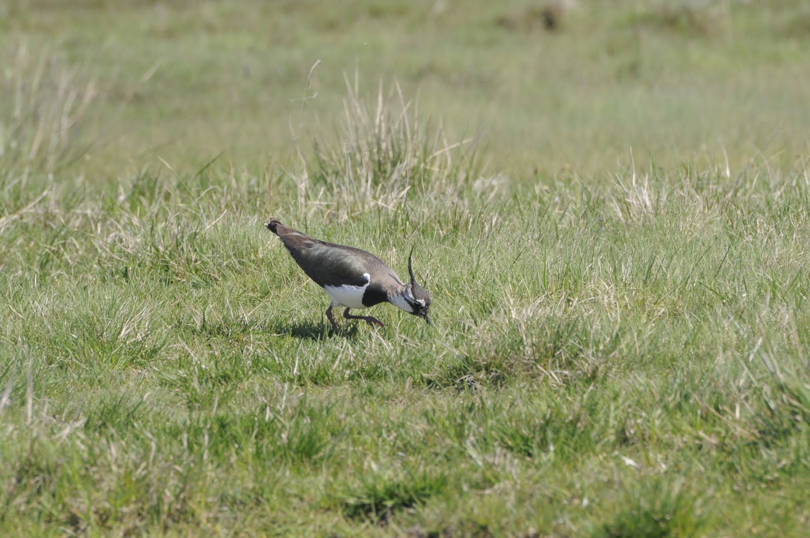Mit grønne univers: Tur til Tipperne.