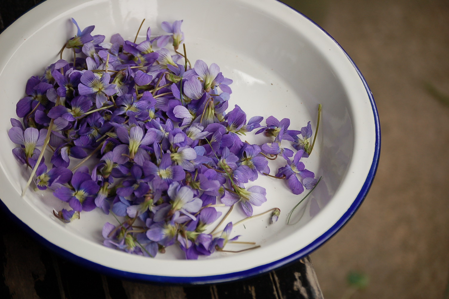 apple n amos: Wild Food- Violets