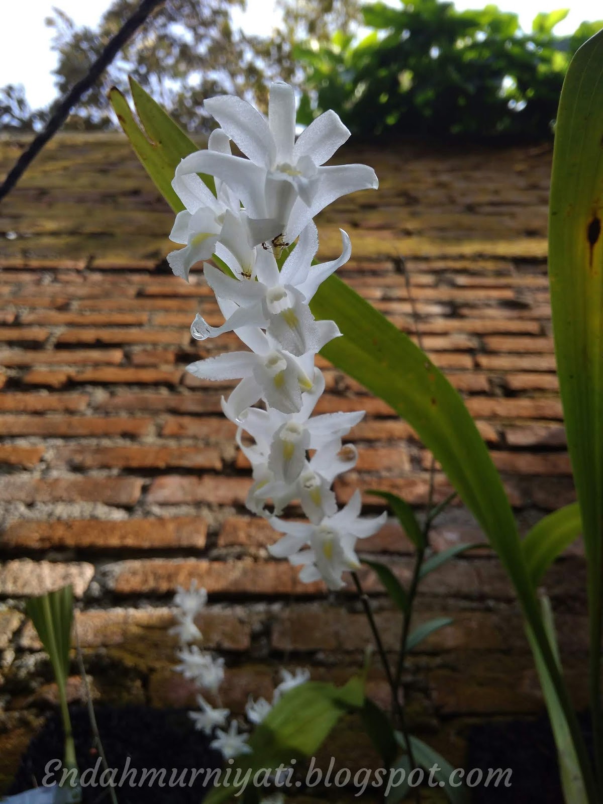 Endah Murniyati's Journey: ANGGREK MERPATI : FINDING THE FRESH SCENT ...
