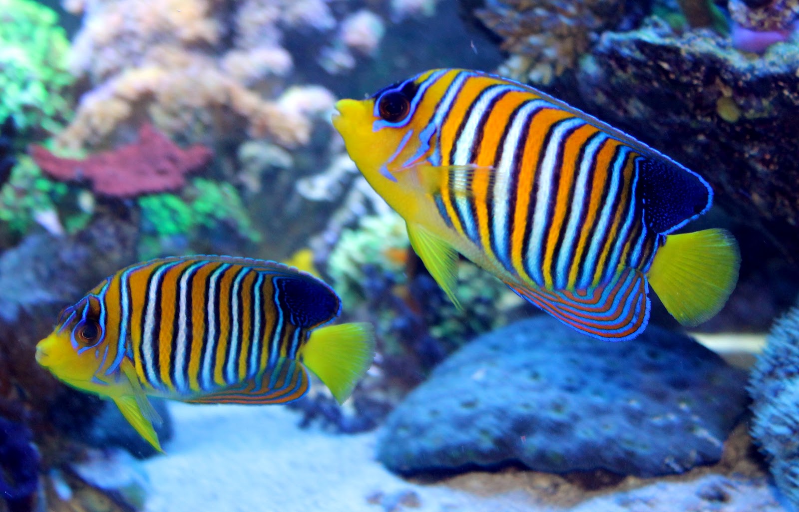 Howard`s Reef: Pygoplites diacanthus PAIR