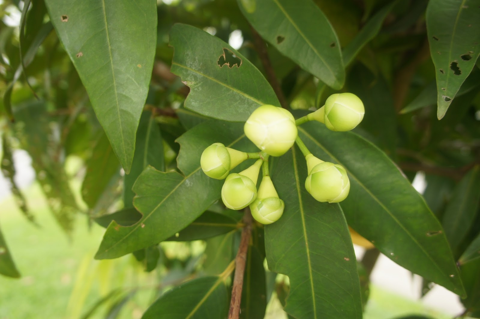 Riverine Parks: Jambu Ayer (Syzygium aqueum)