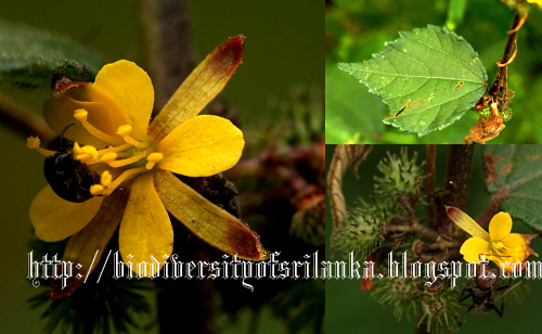 Biodiversity of Sri Lanka: ඇපල/කපු කිනිස්ස[Epala/Kapu-Kinissa ...