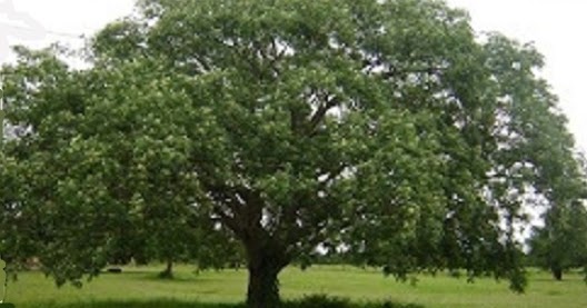 elarbolmiamigo-encinarosa: Enterolobium Contortisiliquum - Timbó ...