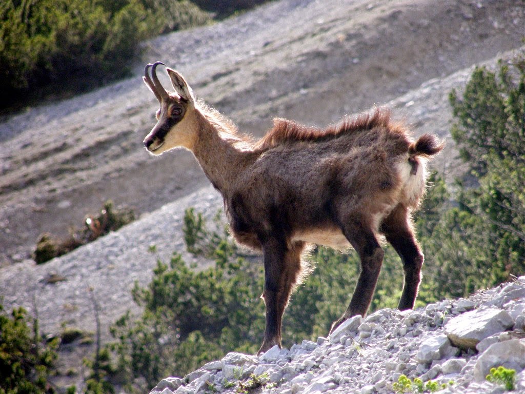 Zivotinje Crne Gore: новембар 2014