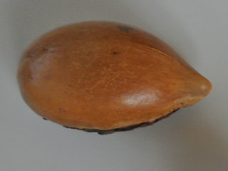 I Note My Life.: 植物雜記 - 樂器木材(Tonewood) - 馬寇瑞木(Makore) - 擁有極致斑紋的異國木材