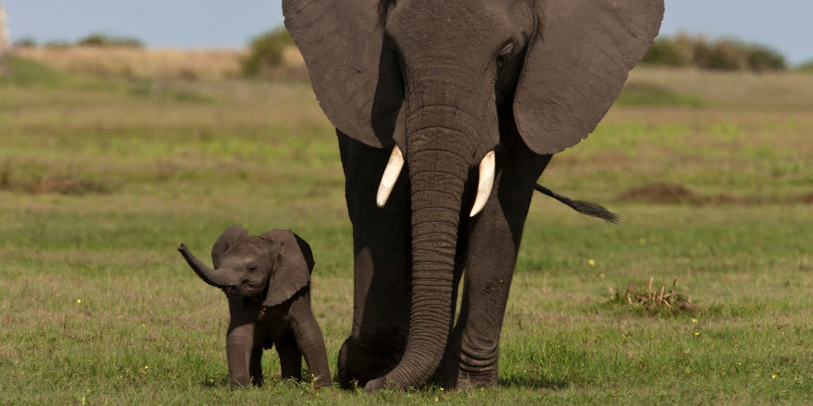 gambar: Gambar Gajah Lengkap