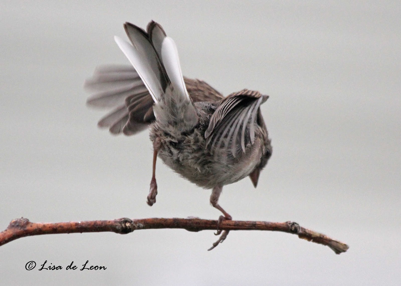 Dark-eyed Junco - Juvenile - Various Bird Species